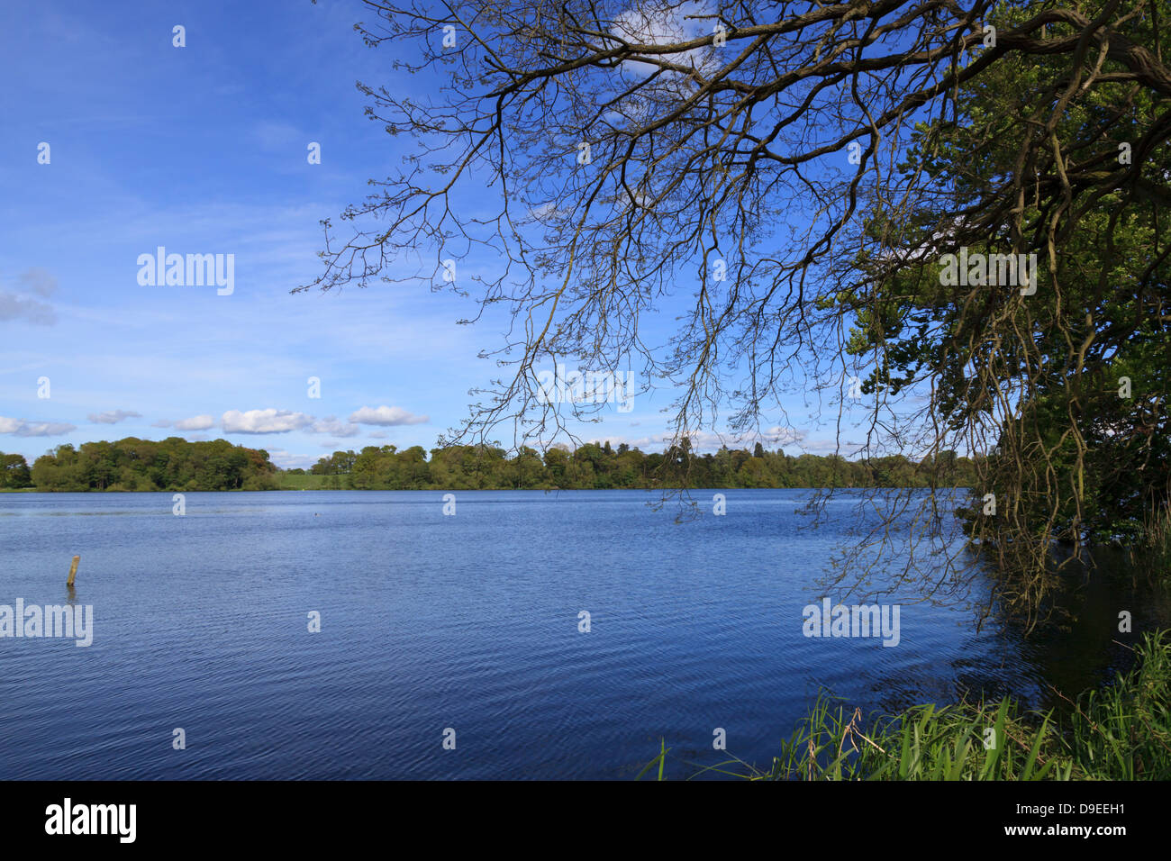 Branches overhang the Mere at Ellesmere, Shropshire Stock Photo - Alamy