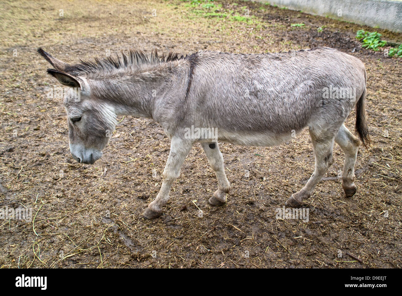 Ass donkey on domestic farm Stock Photo - Alamy