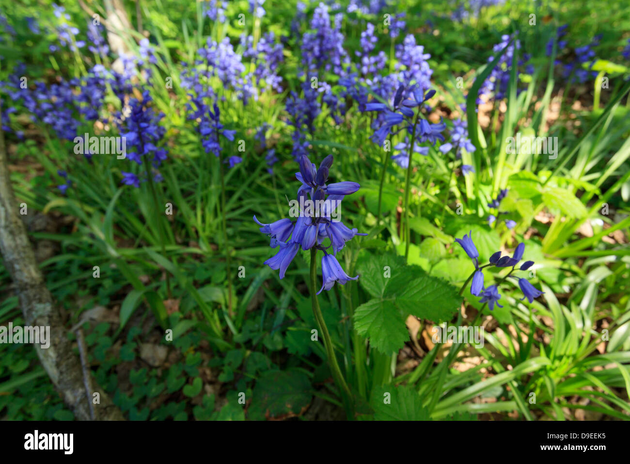 Bluebells In May Stock Photo - Alamy