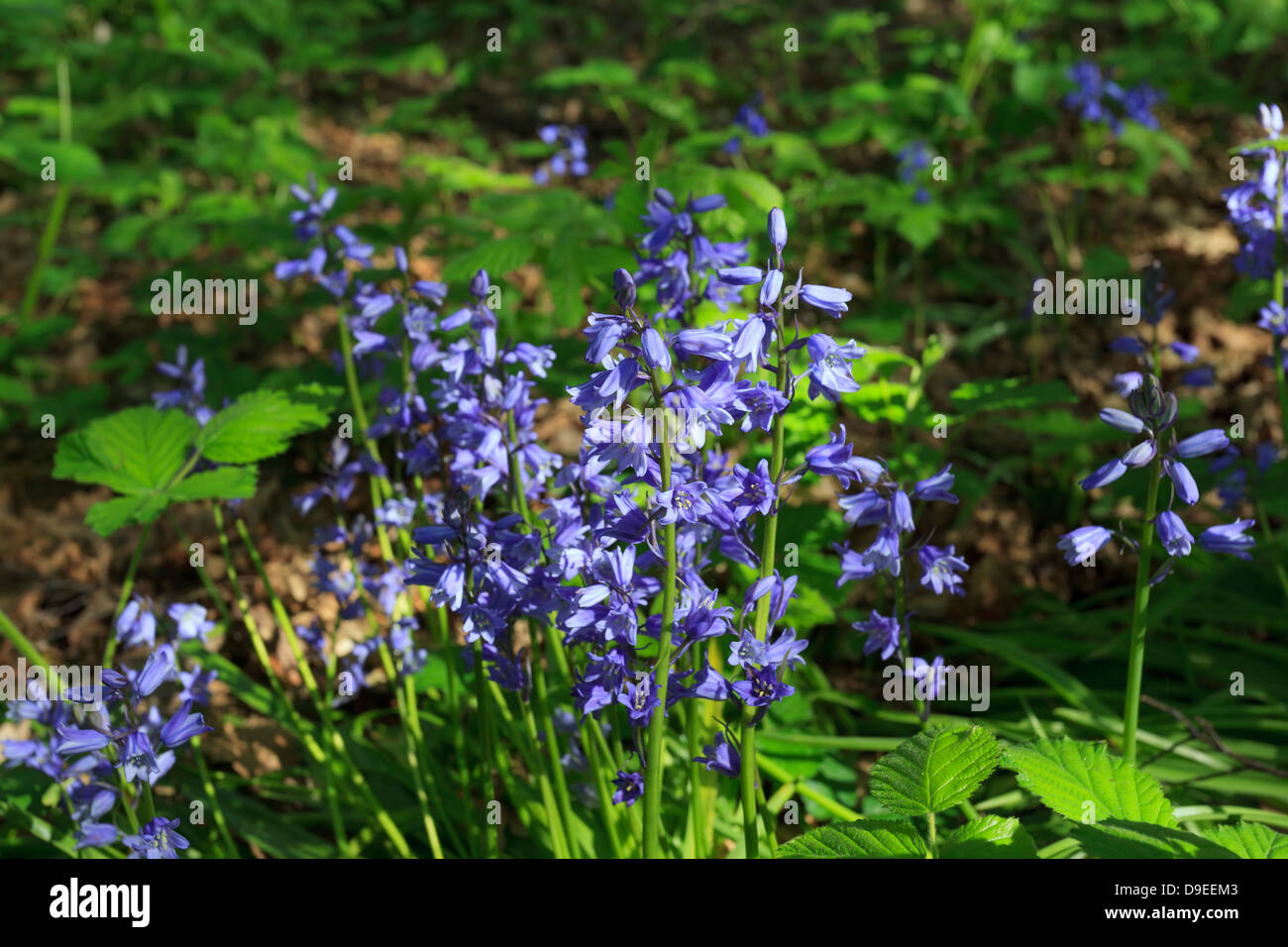 Bluebells blooms hi-res stock photography and images - Alamy