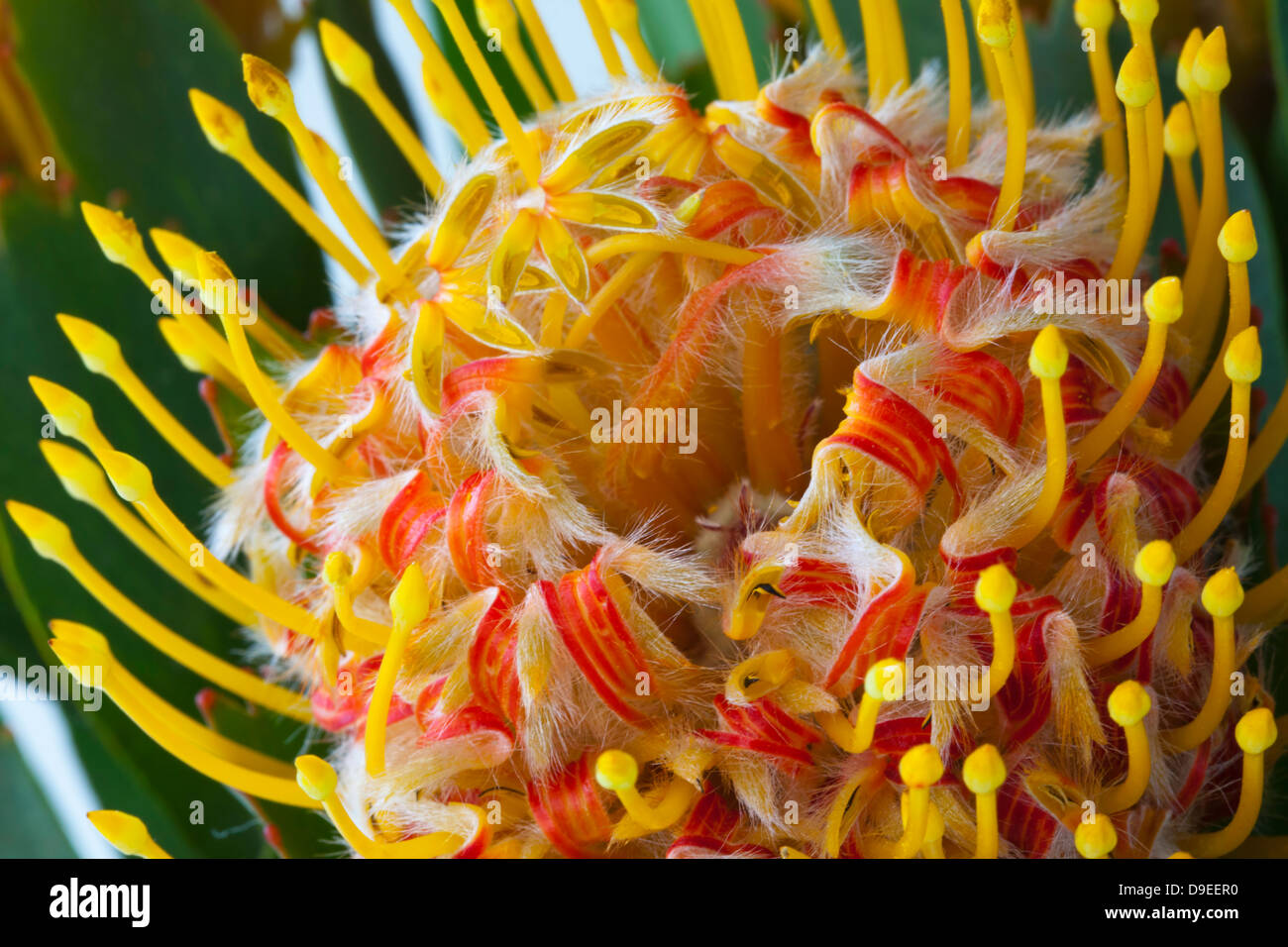 Golden protea hi-res stock photography and images - Alamy