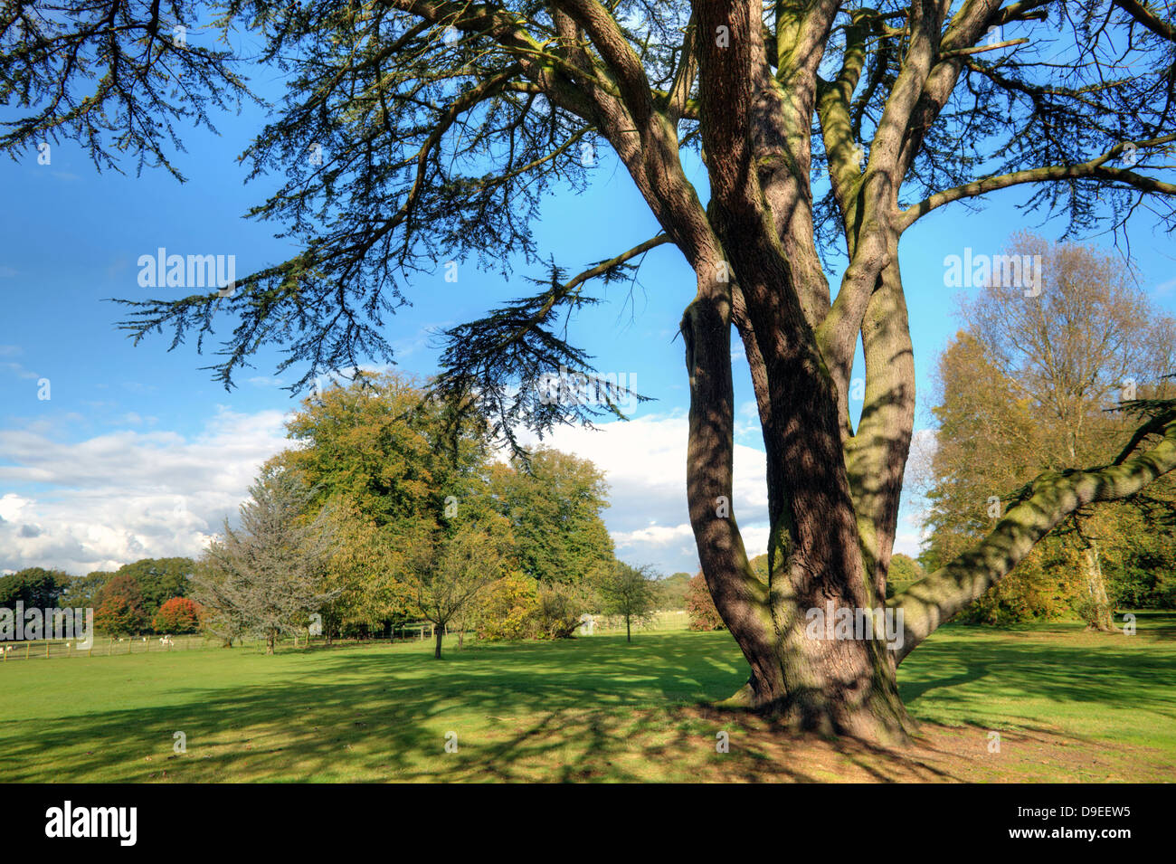 English countryside landscape with an ancient cedar tree Stock Photo ...