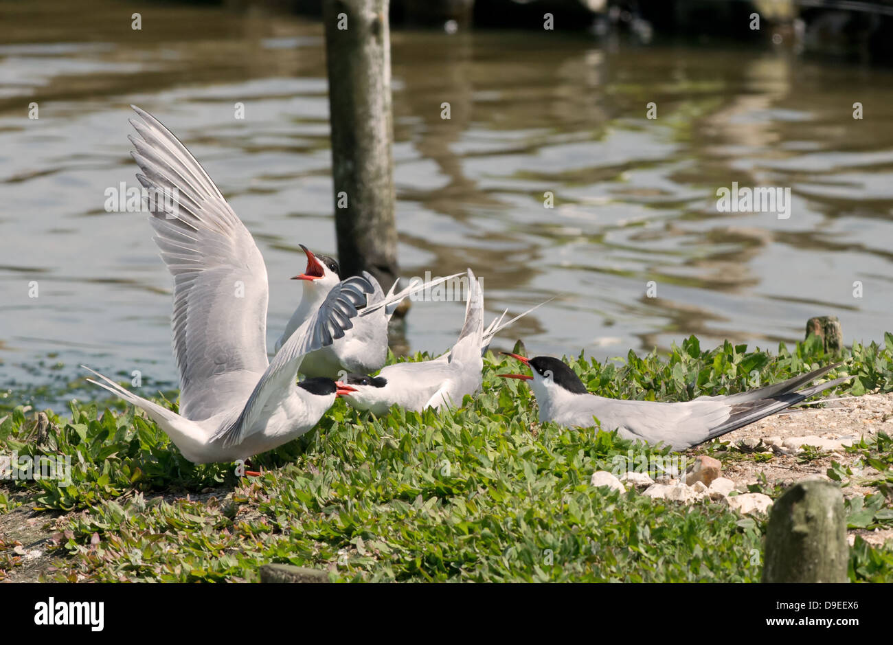 Tern breeding colony hi-res stock photography and images - Alamy