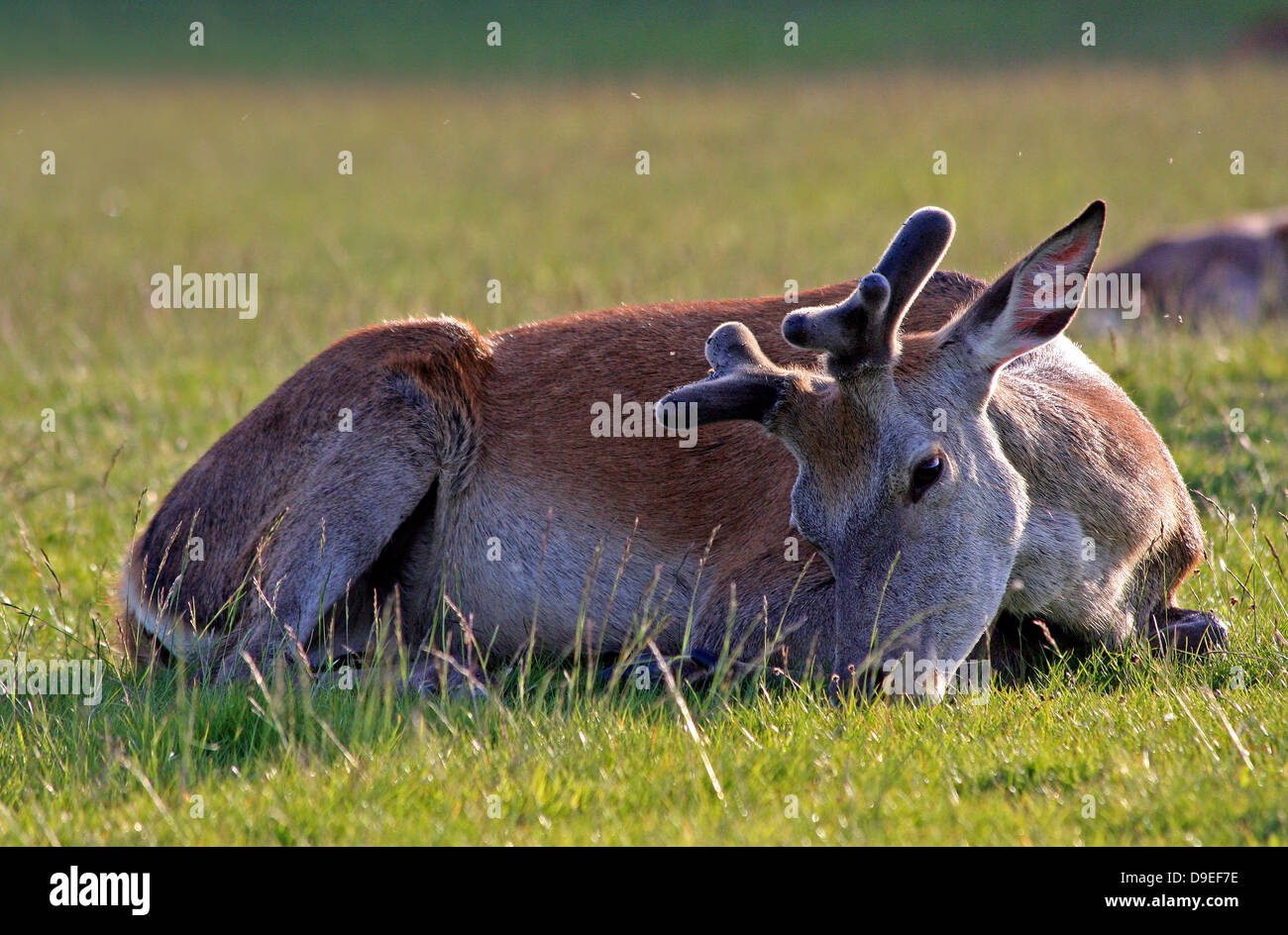 Young red deer hi-res stock photography and images - Alamy