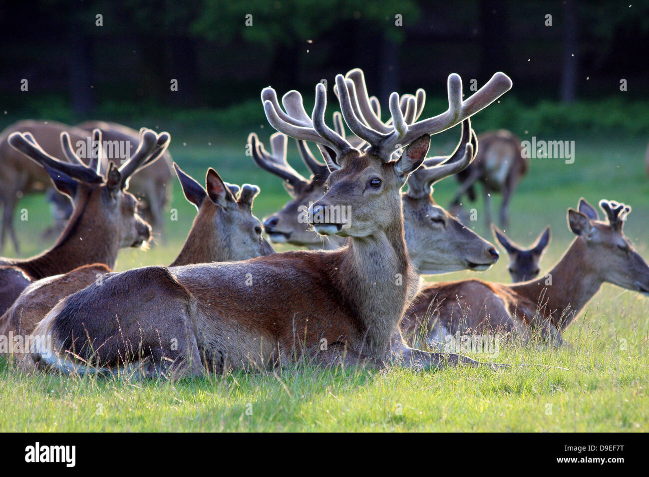 Red Deer, Male Red Deer relaxing in the evenings summer sunlight Stock ...