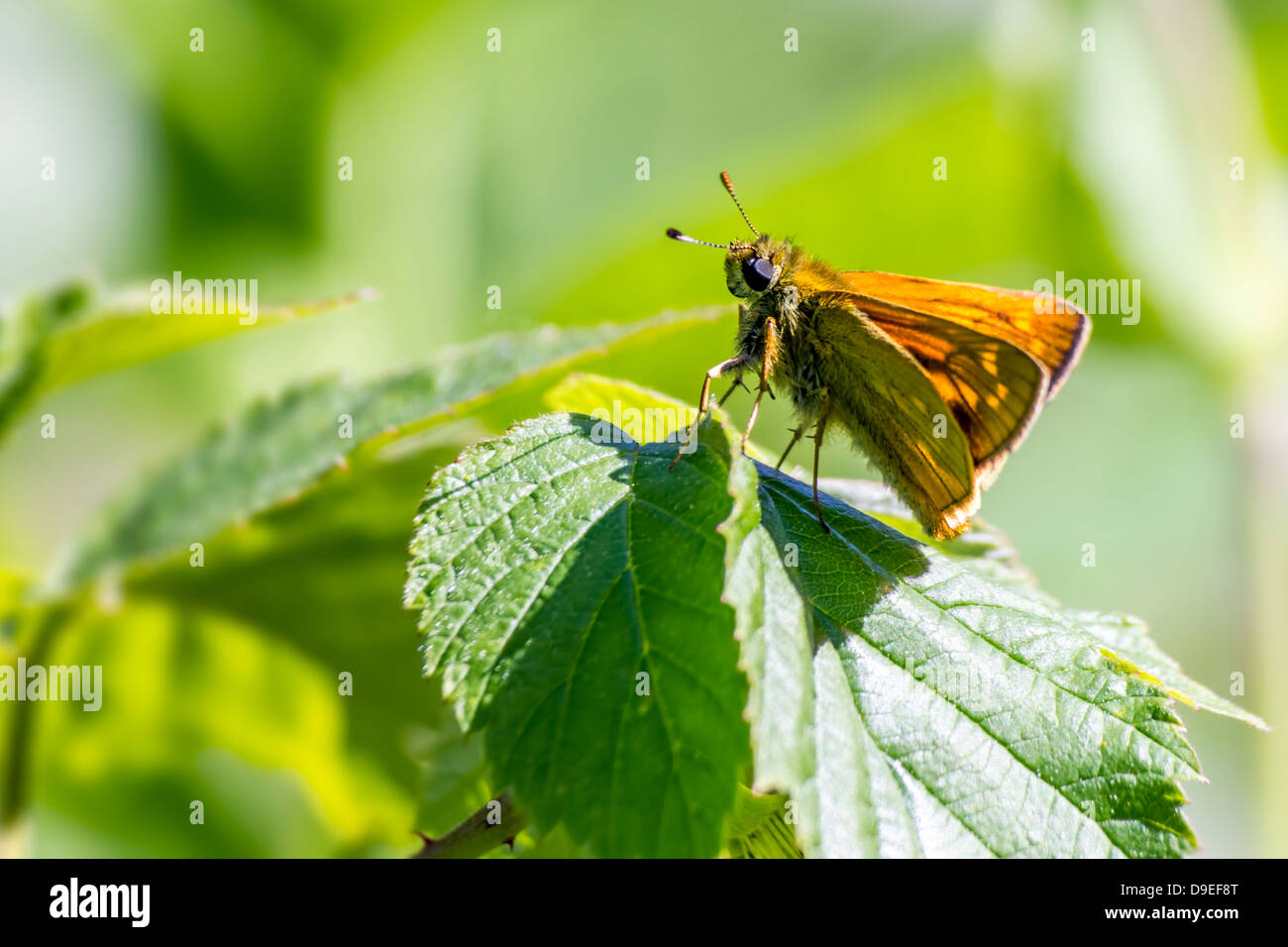 Portrait of a butterfly Stock Photo - Alamy