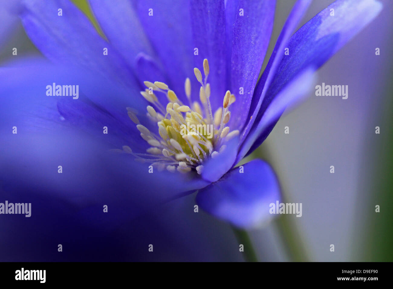 Anemones, Blue Anemones with yellow centers in muted light Stock Photo ...