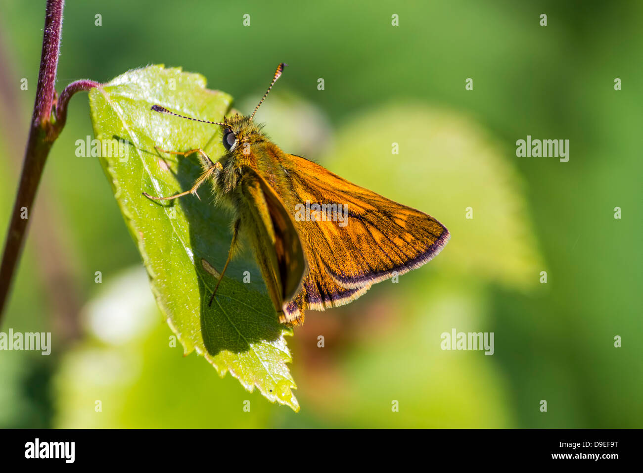 Portrait of a butterfly Stock Photo - Alamy