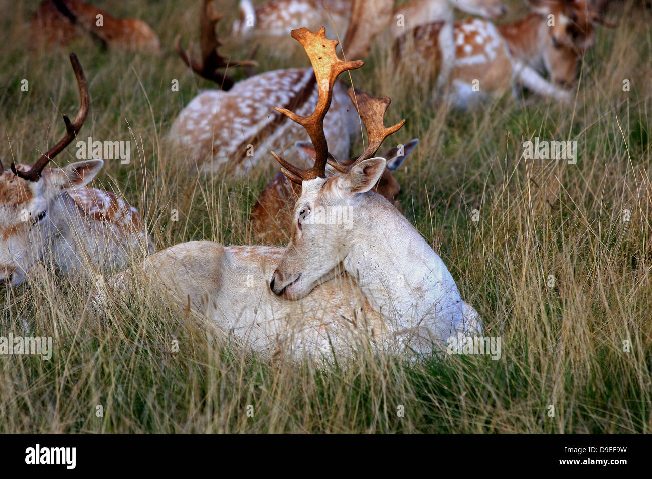 Deer, White Fallow Deer relaxing in long grass in the early evening ...