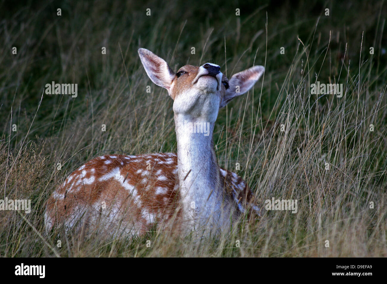 Fallow Deer Fawn sitting in the grass playing with the flies , buzzing ...