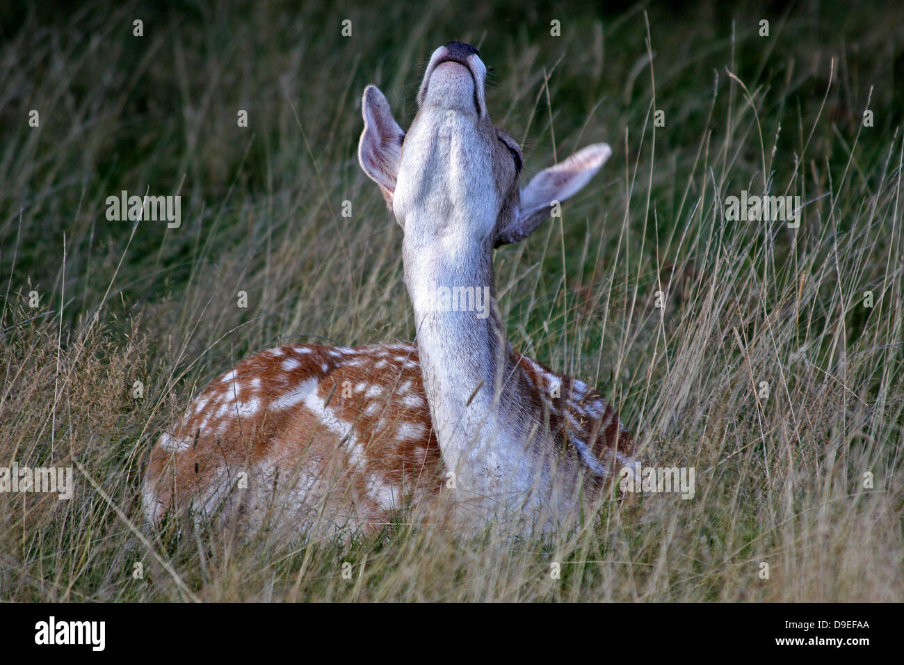 Fawn head hi-res stock photography and images - Alamy