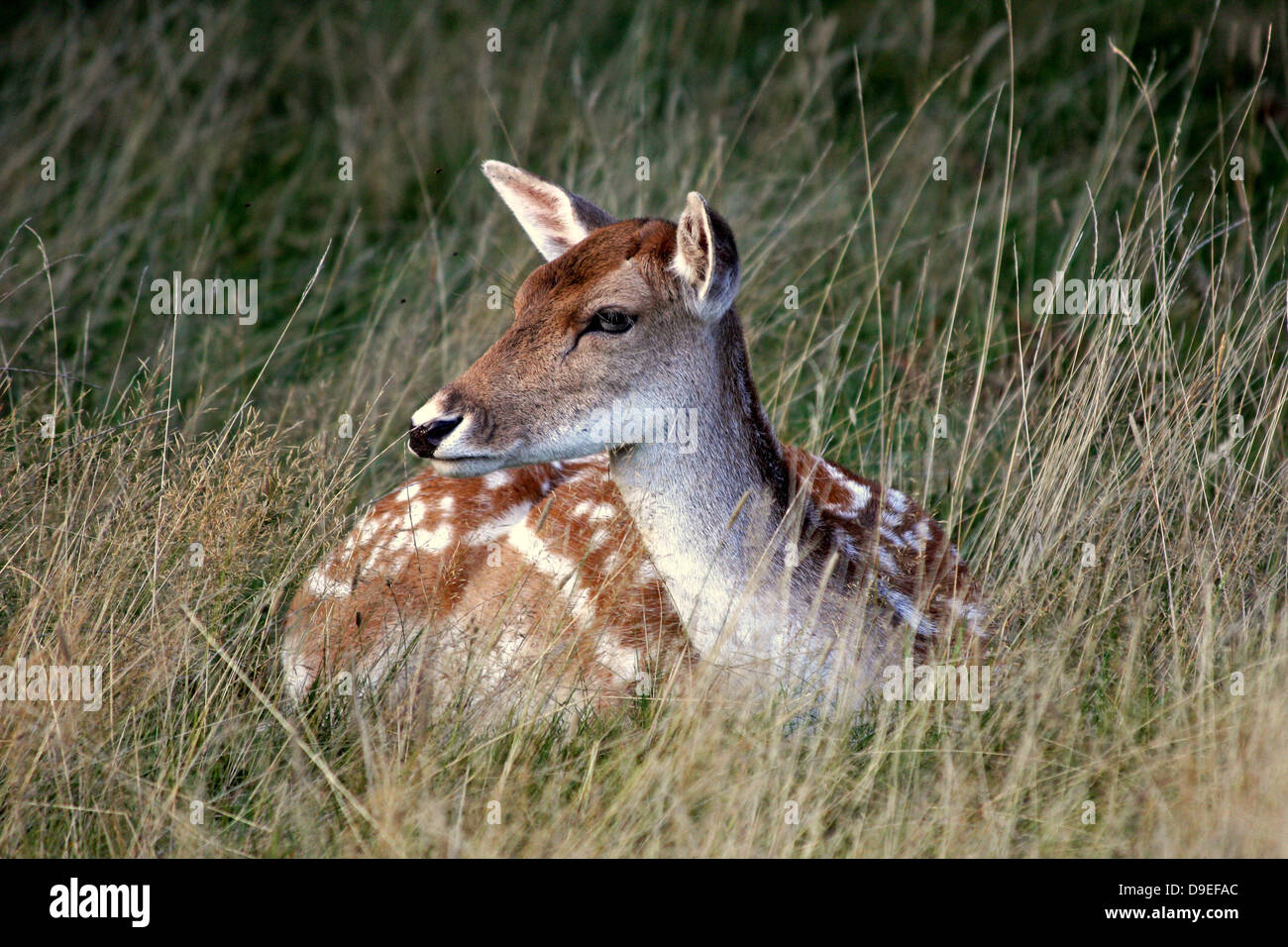 Fallow Deer Fawn sitting in the grass playing with the flies , buzzing ...