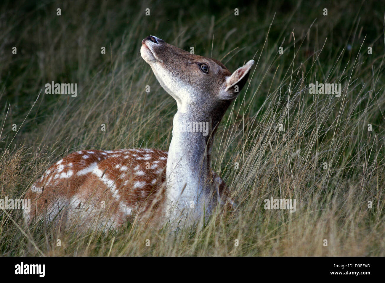 Fallow Deer Fawn sitting in the grass playing with the flies , buzzing ...