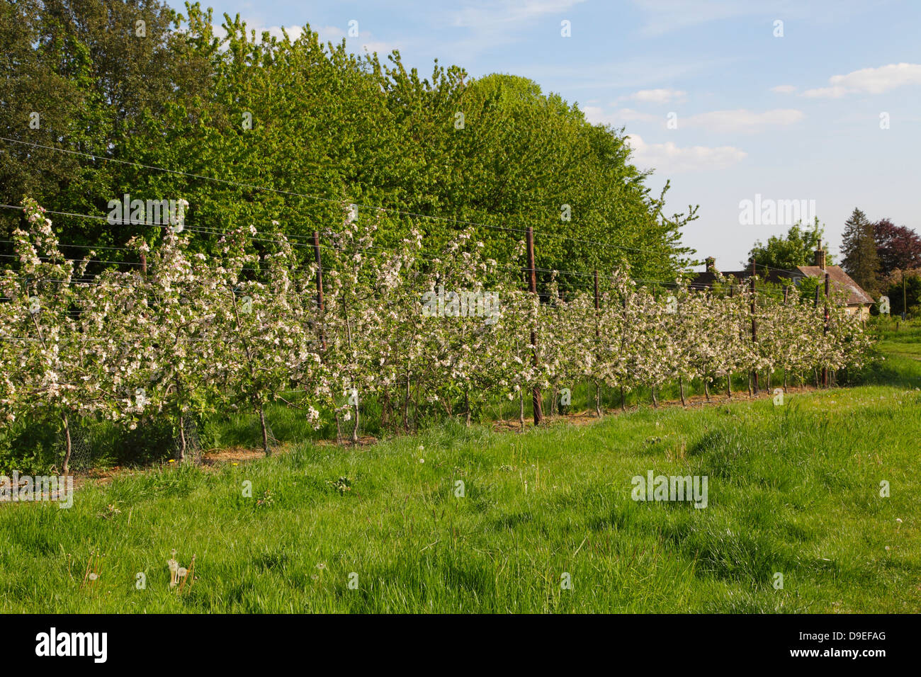 Kent orchards hi-res stock photography and images - Alamy