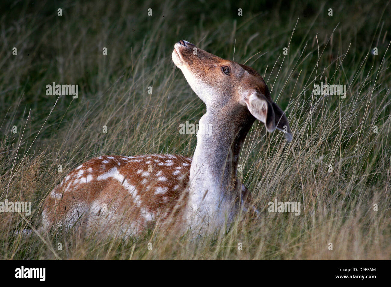 Fallow Deer Fawn sitting in the grass playing with the flies , buzzing ...