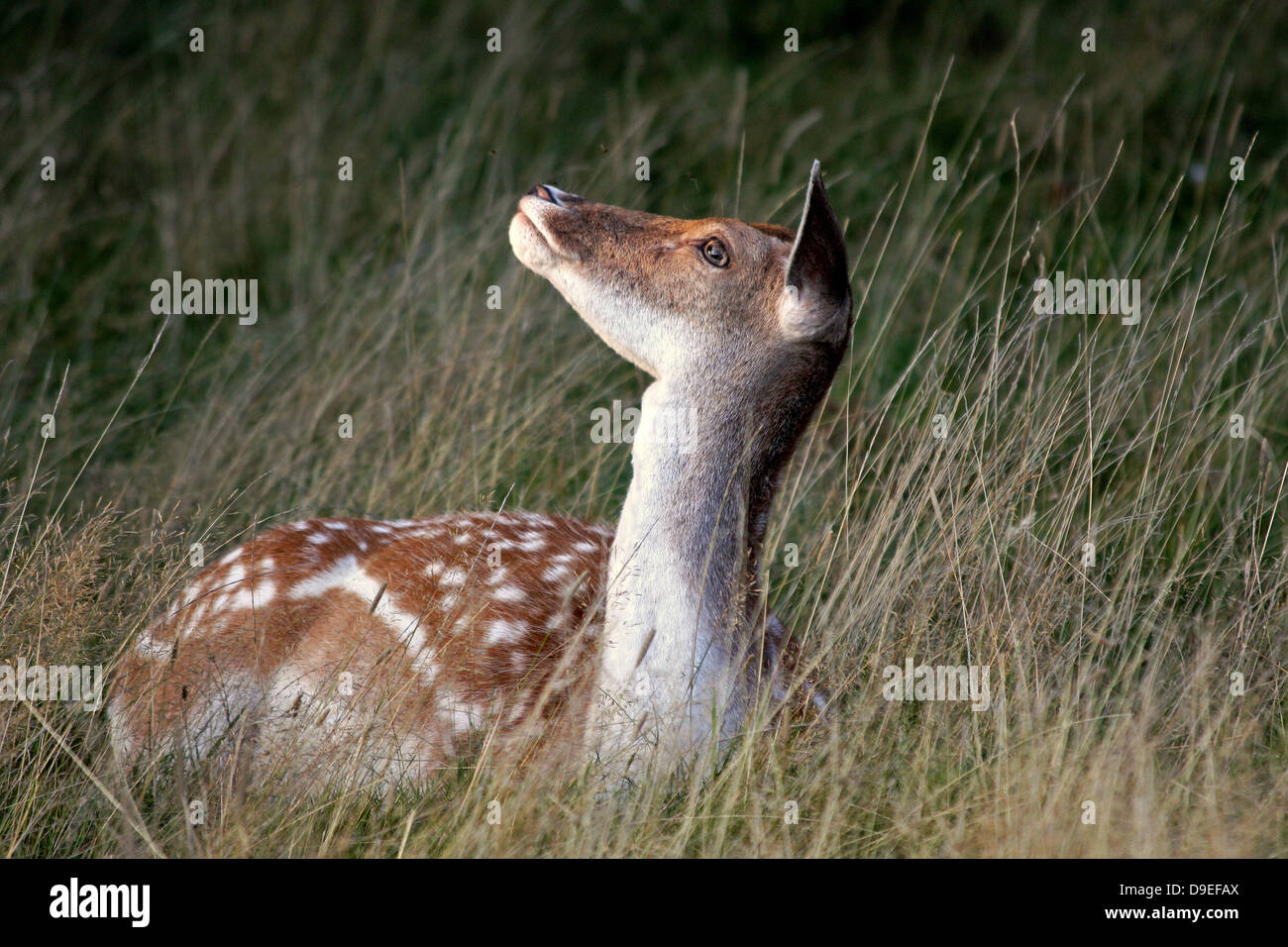 Fallow Deer Fawn sitting in the grass playing with the flies , buzzing ...