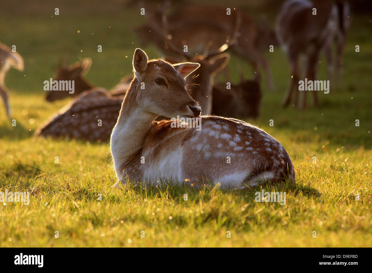 Deer, Fallow Deer Fawn sitting in the late evening sunlight grooming ...