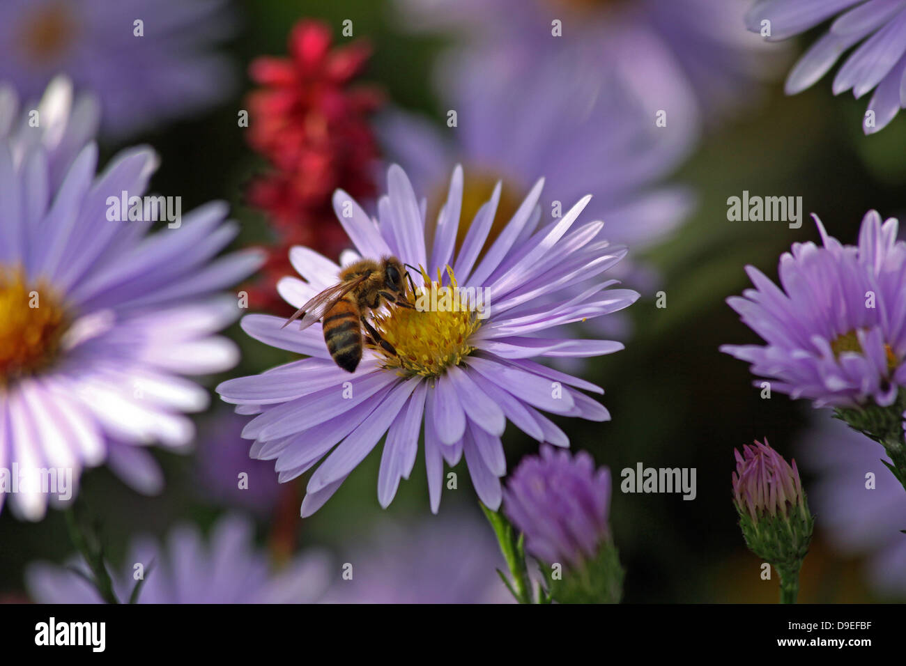Daisy, Michaelmas Daisy with bee gathering pollen in dappled light ...