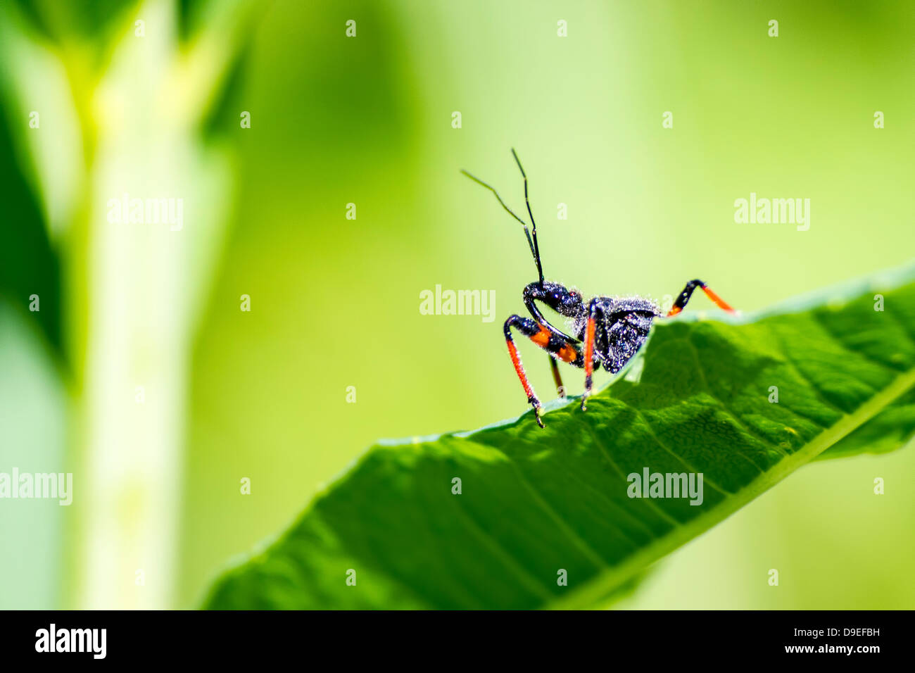 Detailed bug hi-res stock photography and images - Alamy