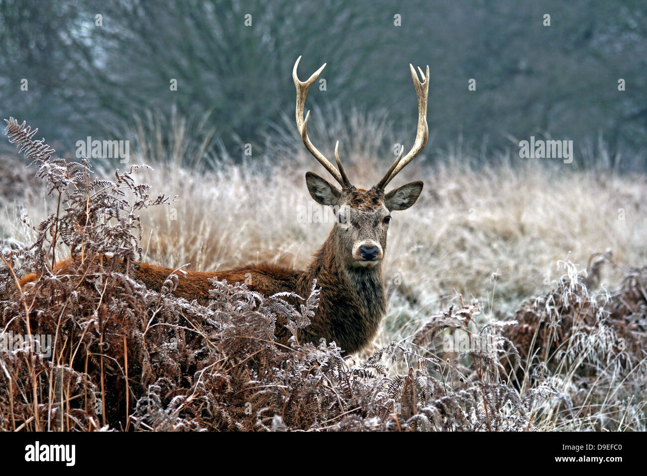 Deer, Red Male Deer stood in the frost covered bracken Stock Photo - Alamy