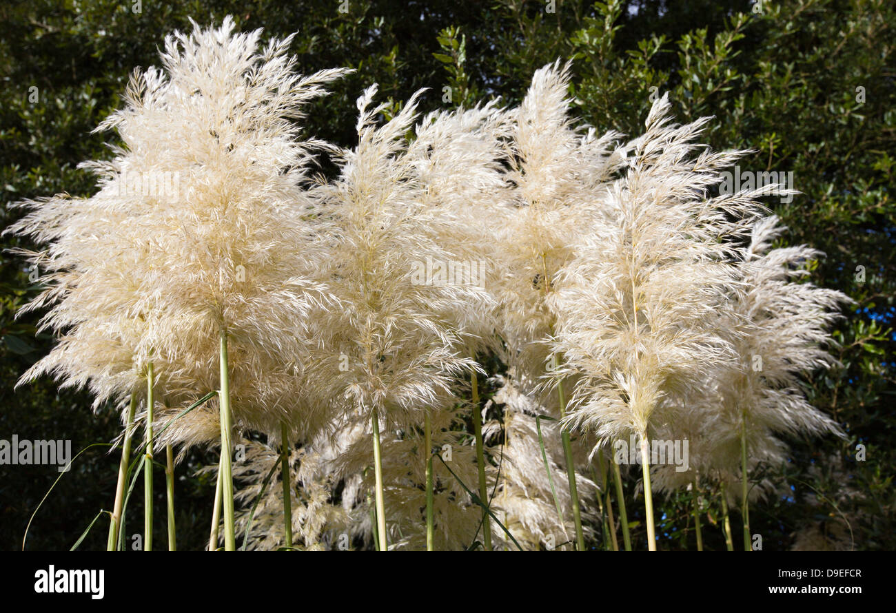 Pampas grass (Cortaderia selloana) close-up Stock Photo - Alamy