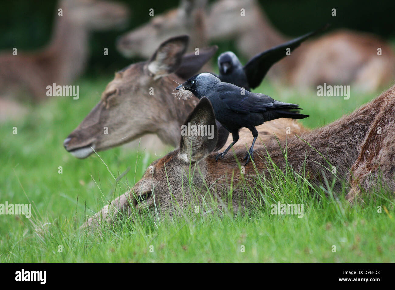 Jackdaws steeling fur from Red Deer to build their nests Stock Photo ...