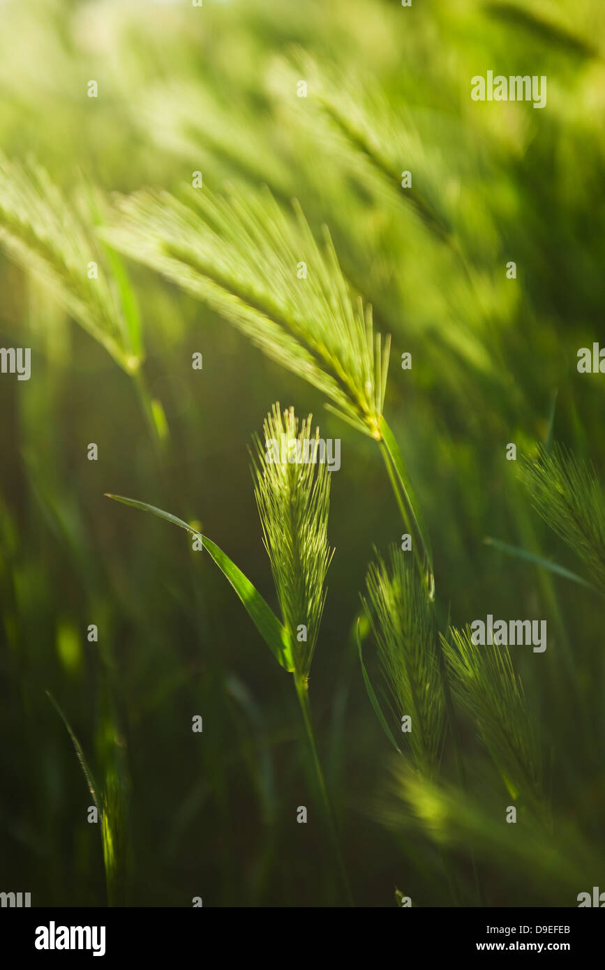 Wild barley in the field against the sunset light, shallow depth of ...