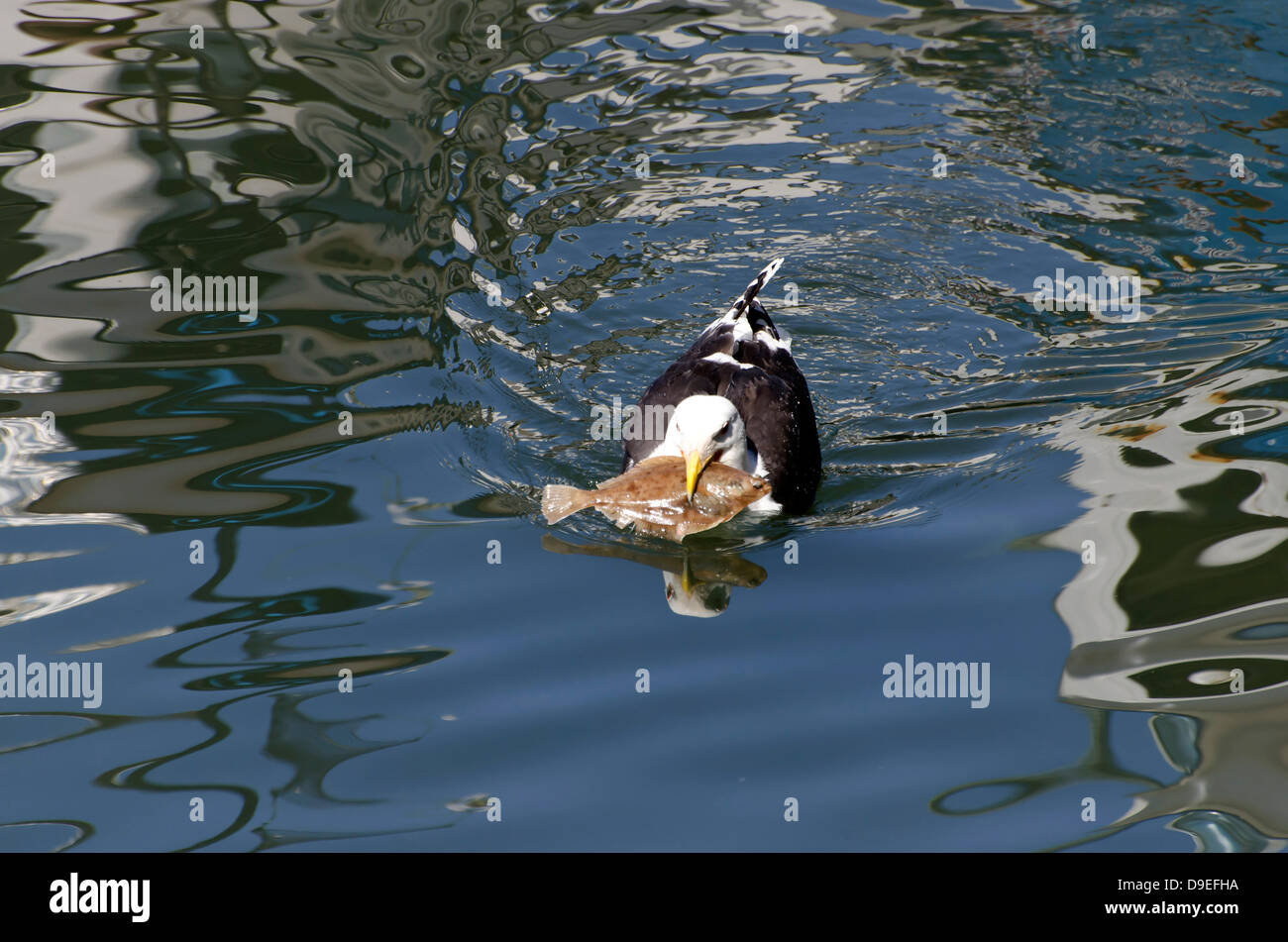 Port Seton Fish High Resolution Stock Photography and Images - Alamy