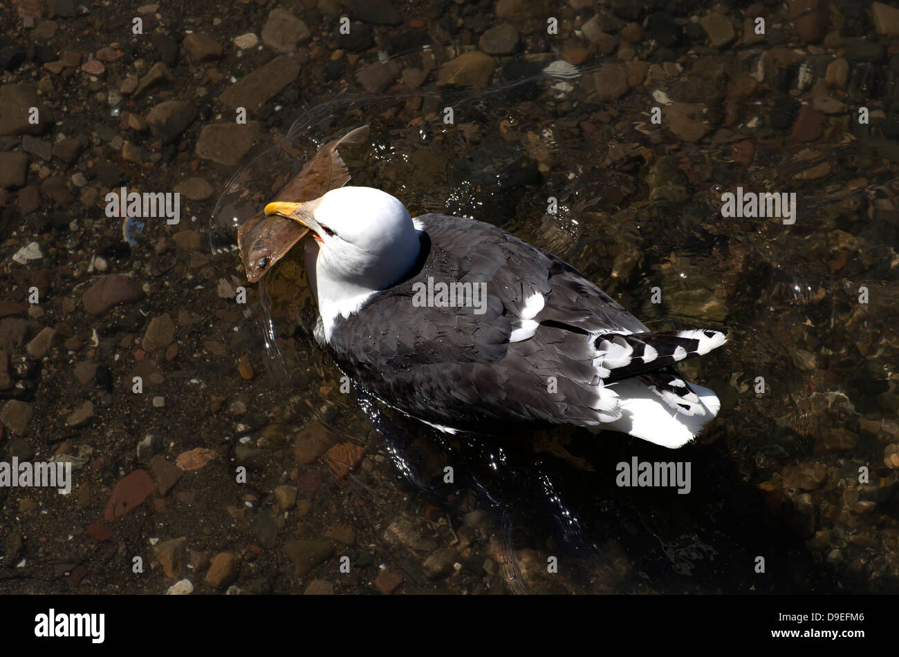 Port Seton Fish High Resolution Stock Photography and Images - Alamy