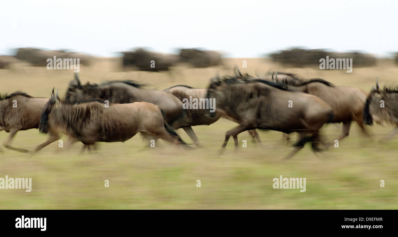 Wildebeest Herd Running