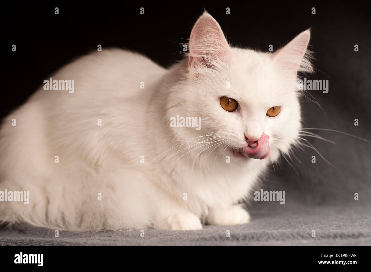 Persian cat tongue hi-res stock photography and images - Alamy