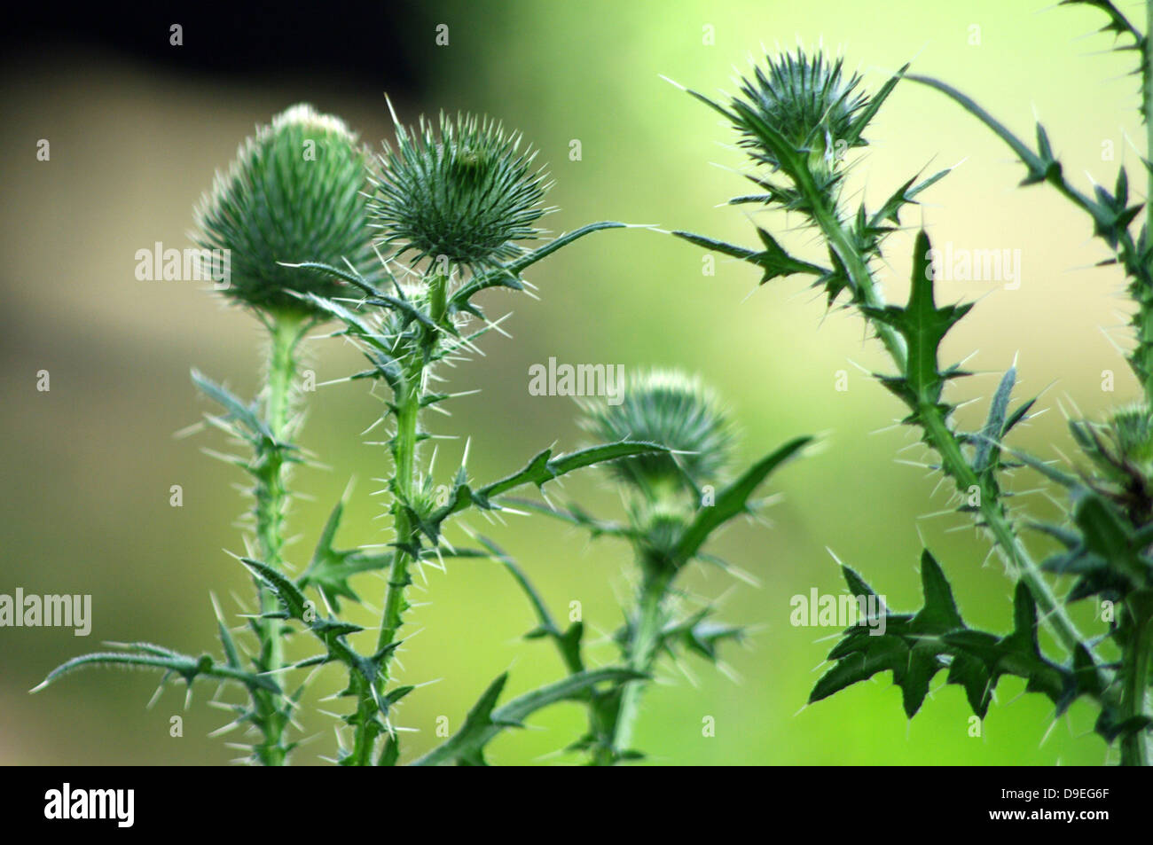 Canadian thistle hi-res stock photography and images - Alamy