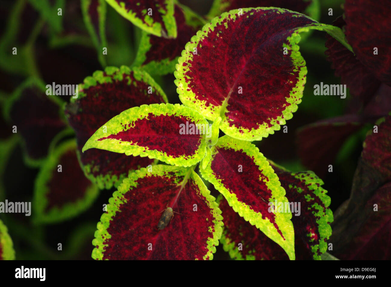 Solenostemon garden hi-res stock photography and images - Alamy