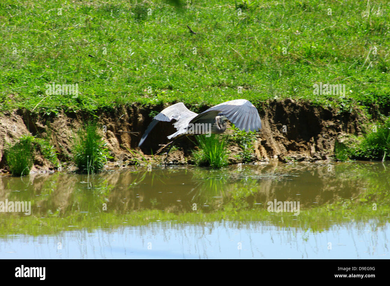 Gray Heron Bird in Flight Stock Photo - Alamy