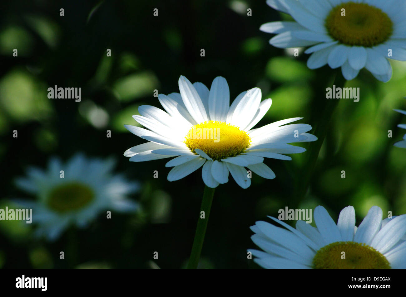 White spot flower hi-res stock photography and images - Alamy