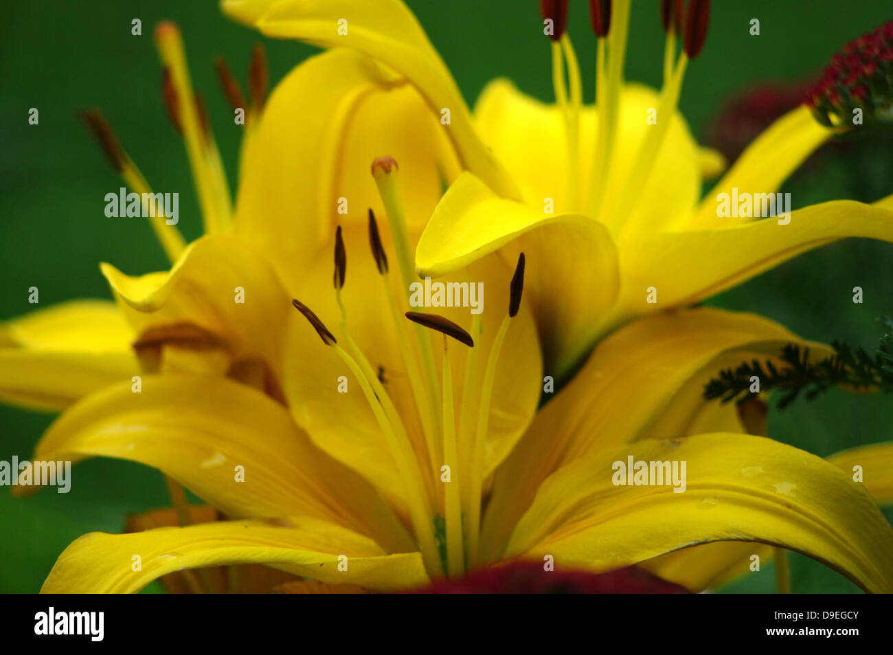 Bright Yellow Lilies Closeup Stock Photo - Alamy