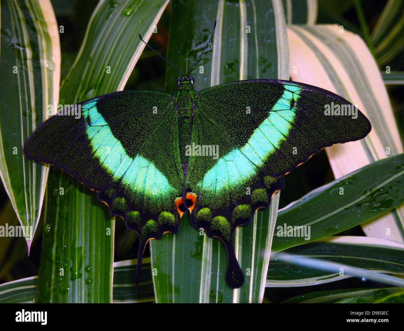 Emerald Swallowtail Butterfly Papilio palinurus Stock Photo - Alamy