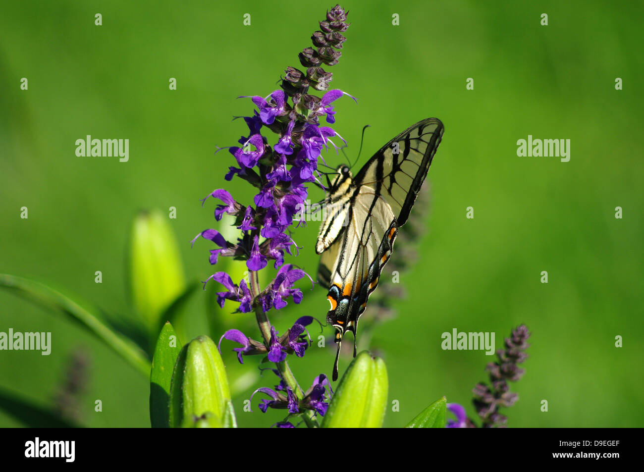 Old World Common Yellow Swallowtail Papilio machaon side view Stock ...