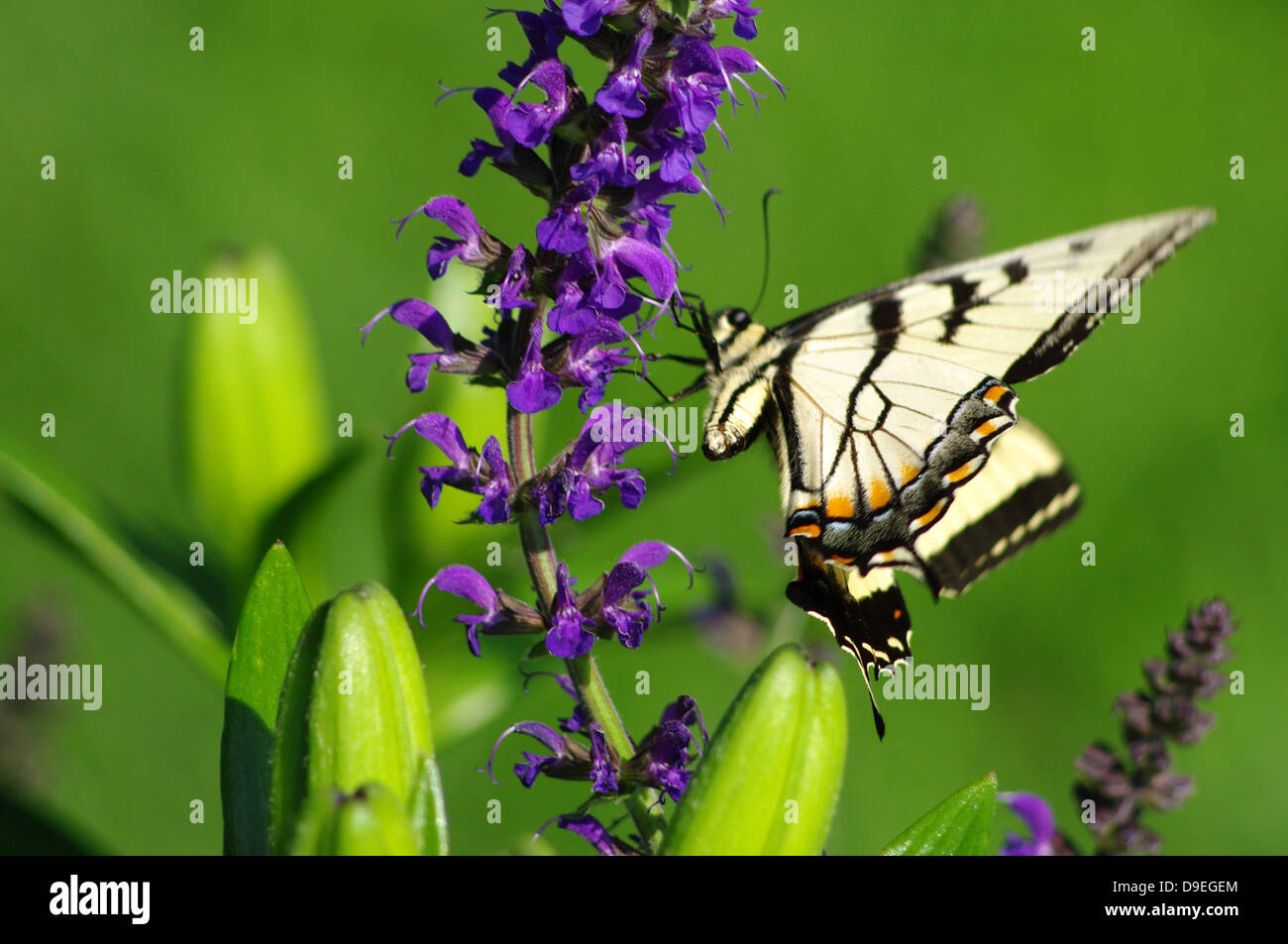 Old World Common Yellow Swallowtail Papilio machaon left side Stock Photo - Alamy