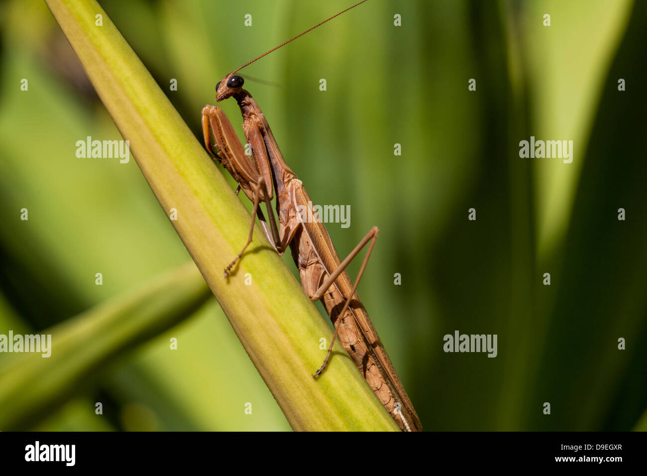 Dagger bug hi-res stock photography and images - Alamy