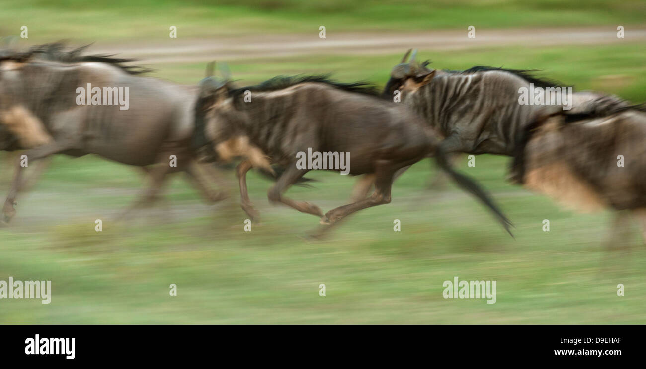 Wildebeest migration tanzania running hi-res stock photography and ...