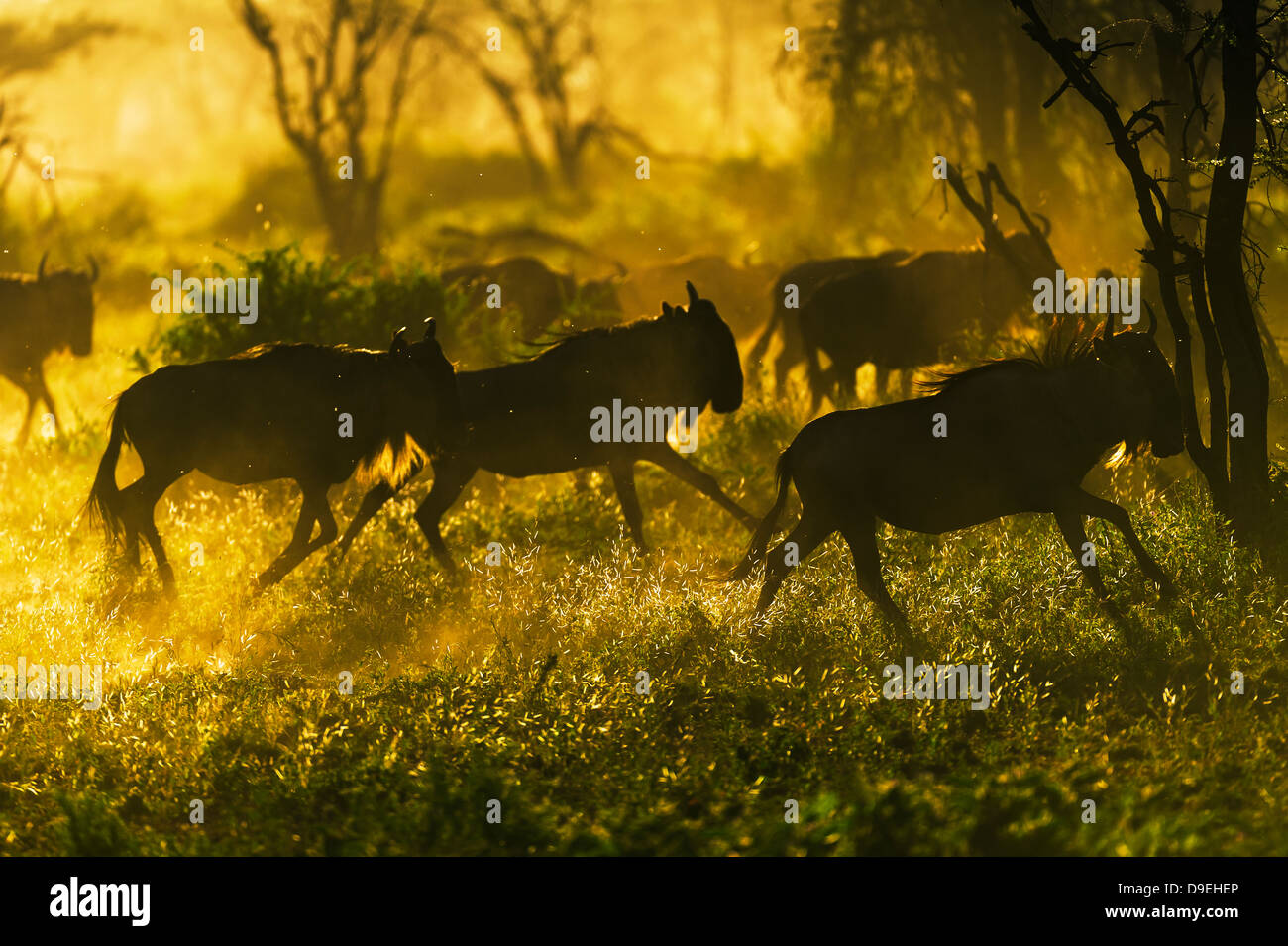 Wildebeest migration tanzania running hi-res stock photography and ...
