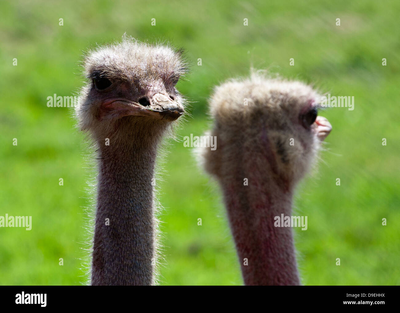 Ostrich Struthio camelus at Burford Cotswold Wildlife Park Stock Photo ...