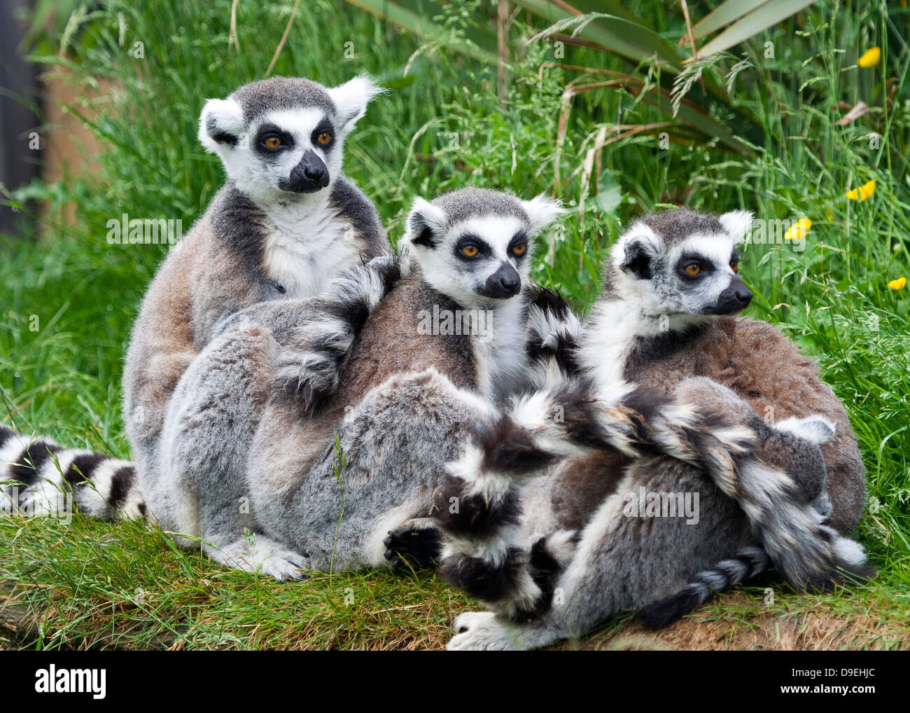 Ring-tailed Lemur, Lemur catta, family at Burford Cotswold Wildlife ...