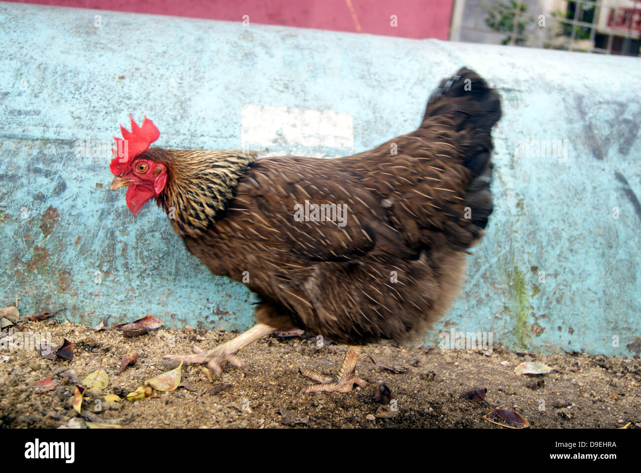 Hen outdoors in search of food Stock Photo - Alamy