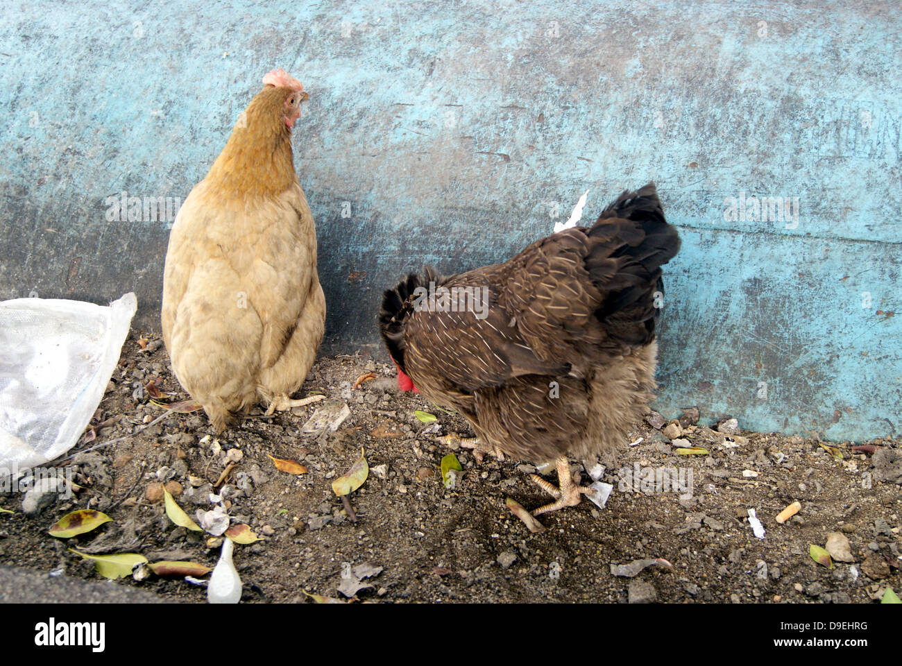 Hen outdoors in search of food Stock Photo - Alamy
