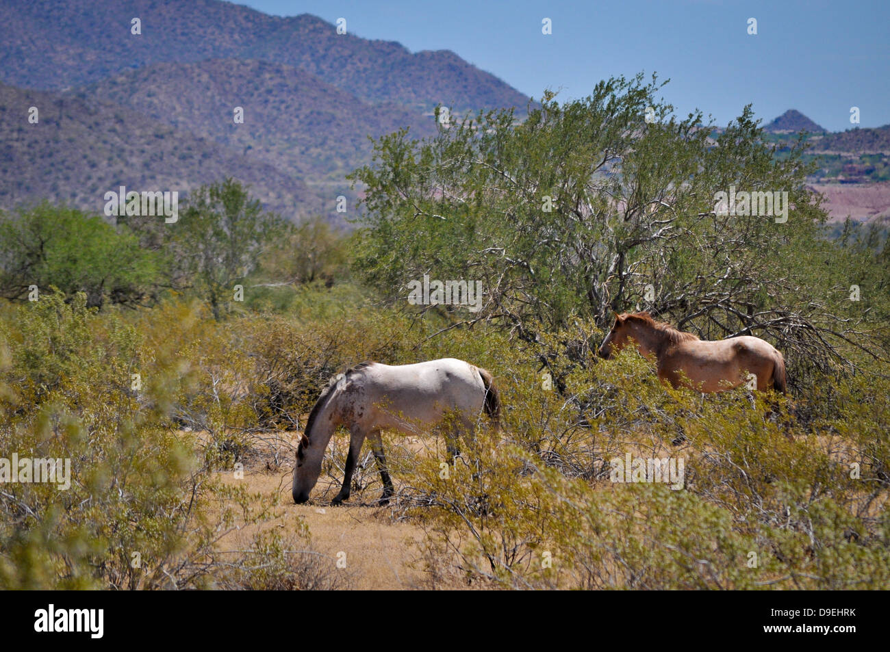 Herd wild horses in mountains hi-res stock photography and images - Alamy