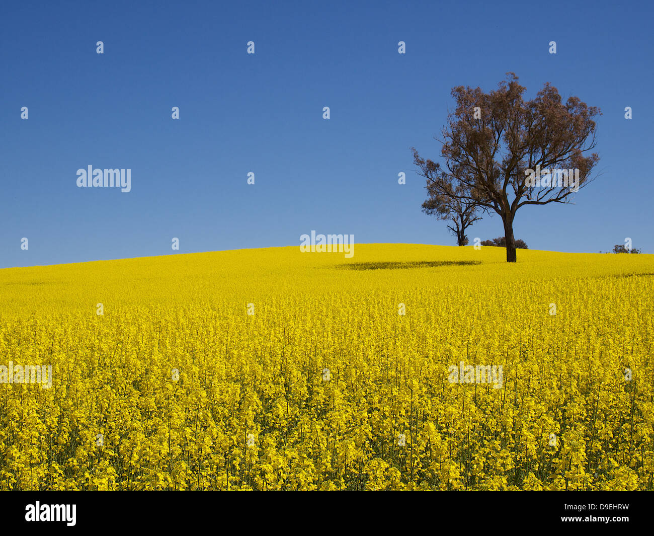Canola field australia hi-res stock photography and images - Alamy
