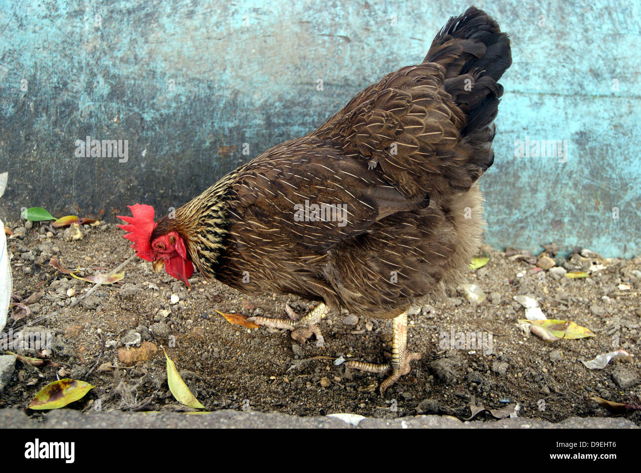 Hen outdoors in search of food Stock Photo - Alamy