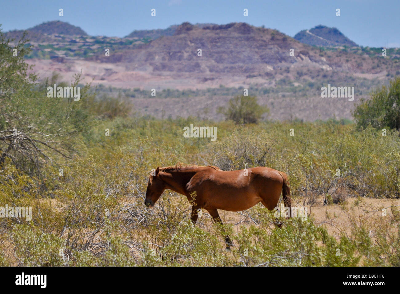 Wild horses grooming hi-res stock photography and images - Alamy